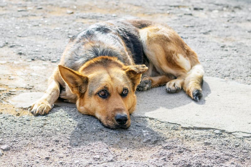 German Shepherd with a Sad Look Lies on the Asphalt Stock Image - Image ...
