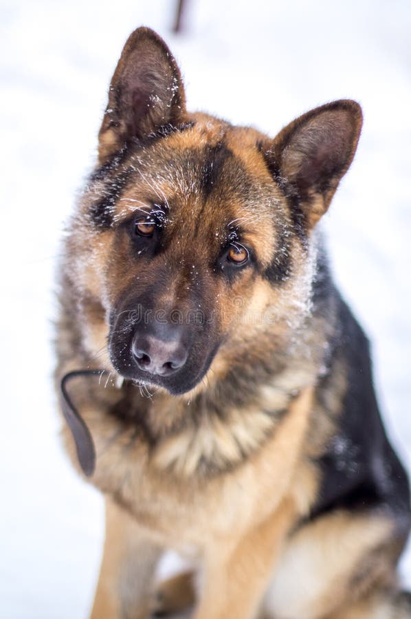 German shepherd sad look stock image. Image of emotions - 71814277