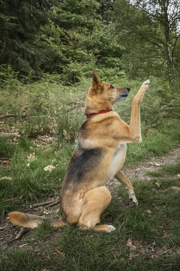 German Shepherd Saluki Cross Giving Paw Stock Photo - Image of happy ...