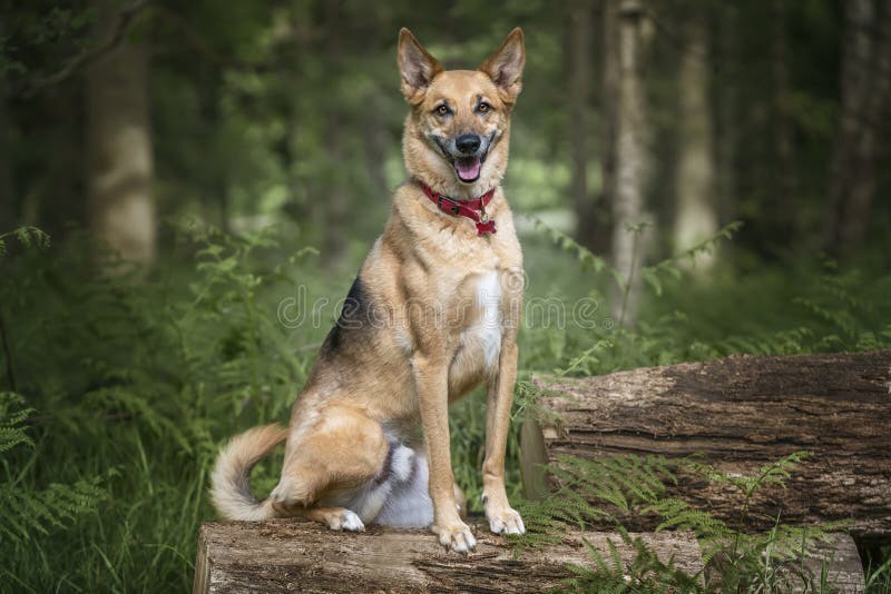 German Shepherd Saluki Cross Looking at the Camera with a Very Happy ...