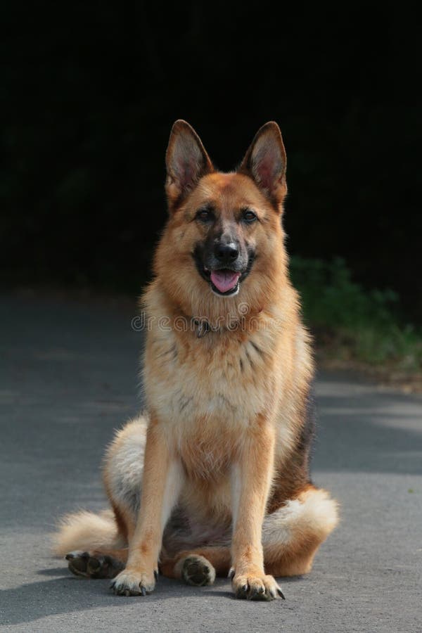 German Shepherd Sitting Front Stock Image - Image of pedigree, path ...
