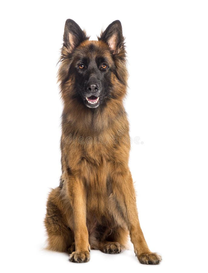 Front View German Shepherd Sitting Stock Images - Download 1,124 ...