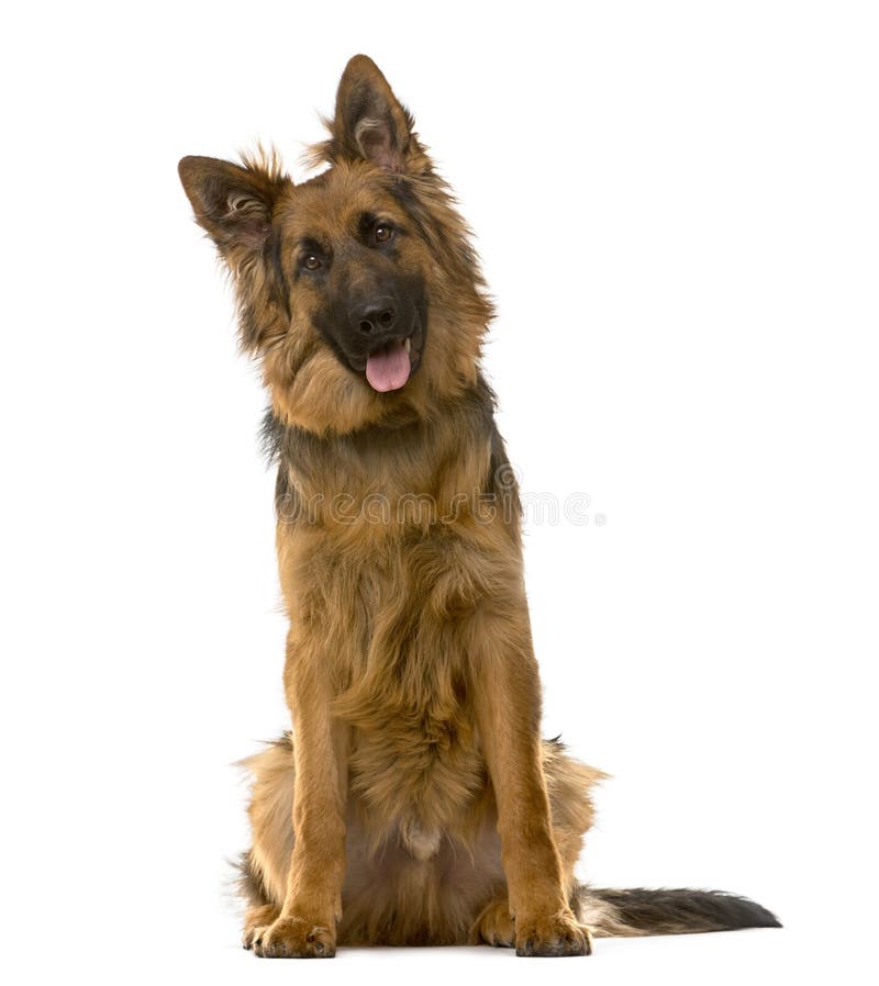 German shepherd stock image. Image of domestic, cute - 43828027
