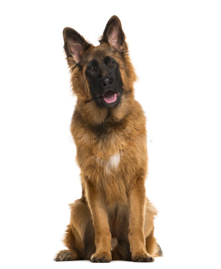 Front View German Shepherd Sitting Stock Images - Download 1,124 ...
