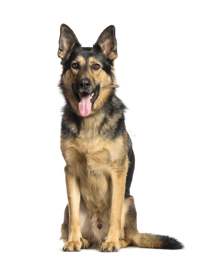 Front View German Shepherd Sitting Stock Images - Download 1,124 ...
