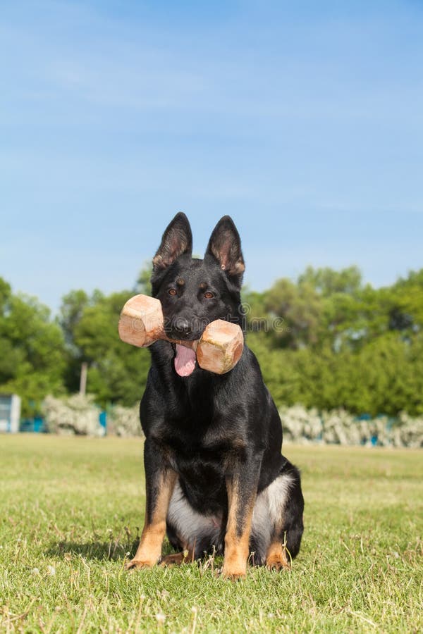German shepherd sitting stock photo. Image of trained - 49508580