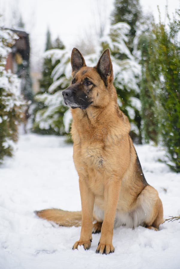 German shepherd snow day stock image. Image of madera - 7550803