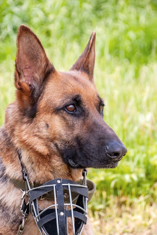 German Shepherd is Sitting and Waiting for Instructions Against the ...