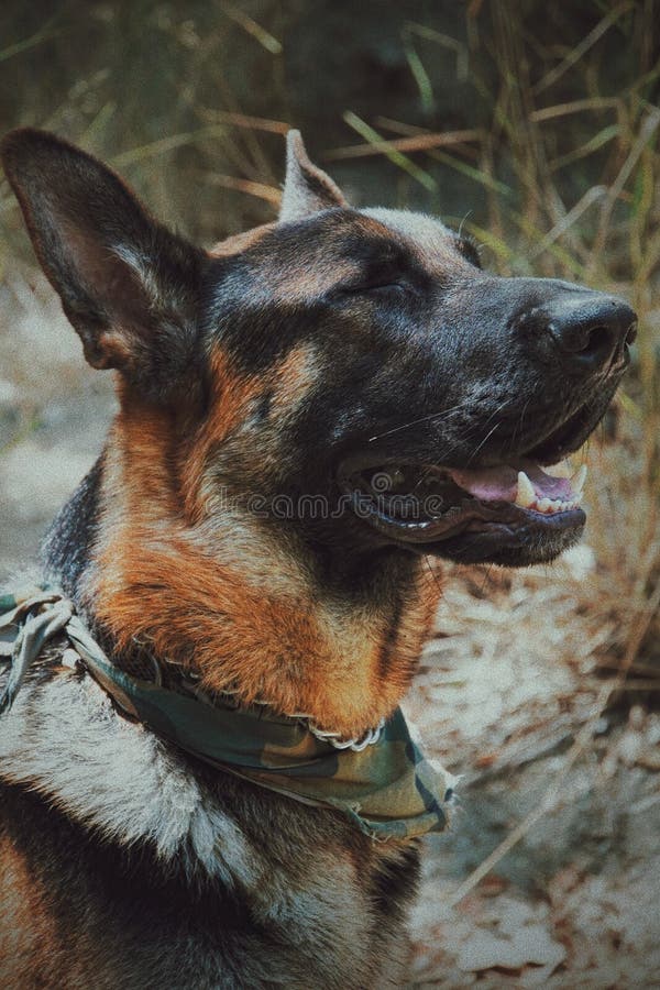 German shepherd smiling stock image. Image of carnivore - 209273741