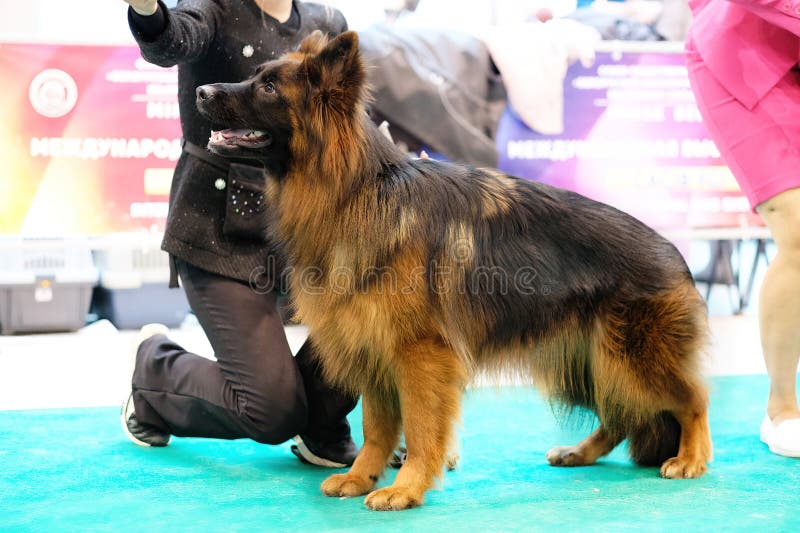 German Shepherd in a Stand during a Dog Show Stock Photo - Image of ...