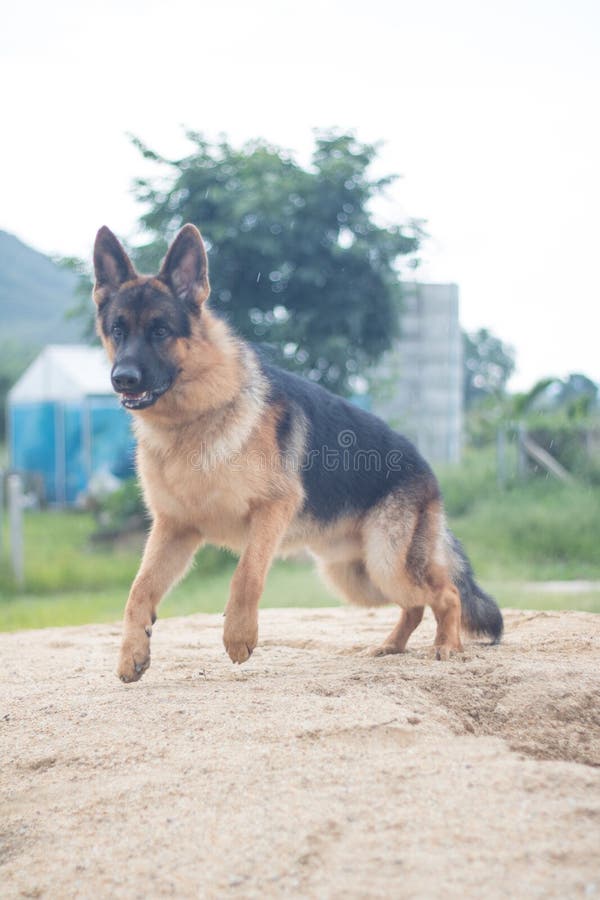 German Shepherd Stand Outdoors in the Morning Stock Photo - Image of ...