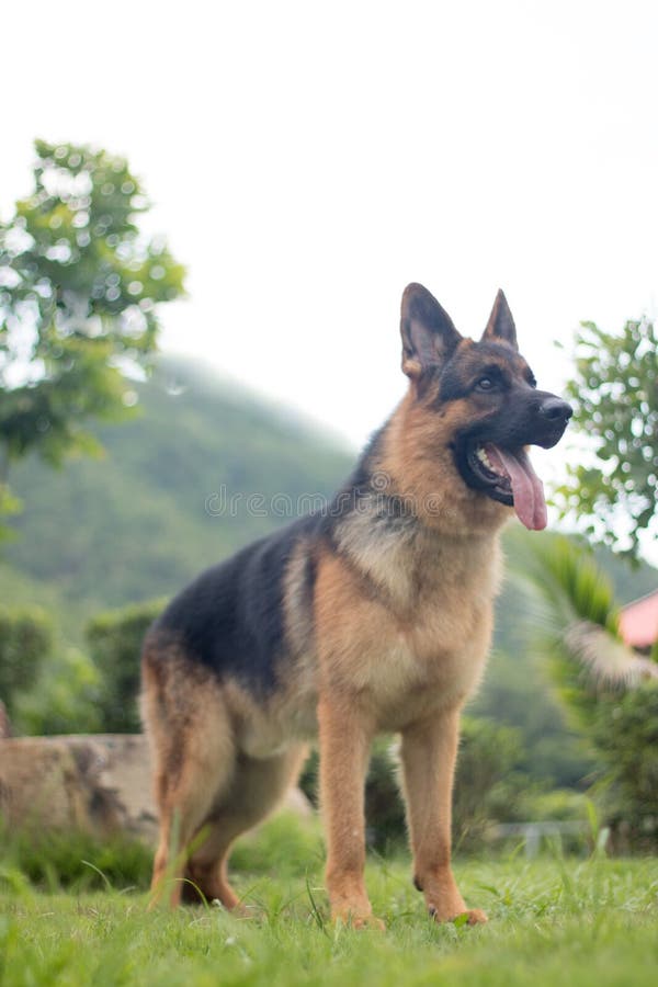 German Shepherd Stand Outdoors in the Morning Stock Photo - Image of ...
