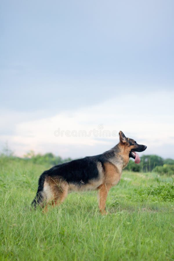 German Shepherd Stand Outdoors in the Morning Stock Image - Image of ...