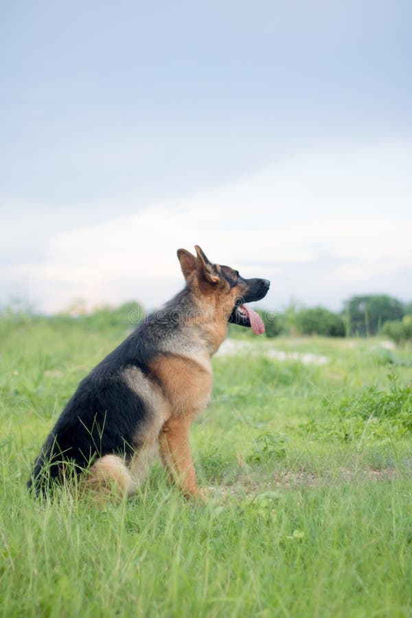 German Shepherd Stand Outdoors in the Morning Stock Image - Image of ...