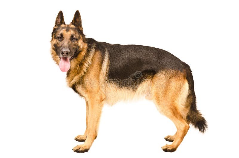 383 Front View German Shepherd Standing Stock Photos - Free & Royalty ...