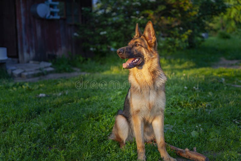 German Shepherd Standing and Looking Straight in the Camera. Russia ...