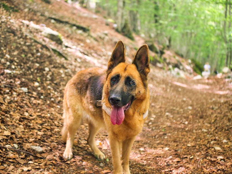 German Shepherd is Standing in the Park. Stock Image - Image of ...