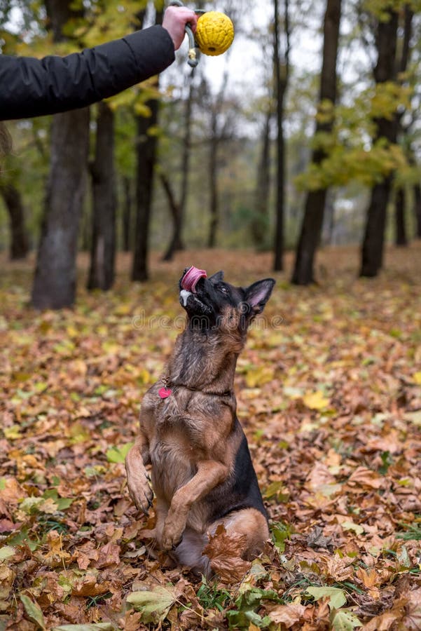 372 German Shepherd Legs Stock Photos - Free & Royalty-Free Stock ...