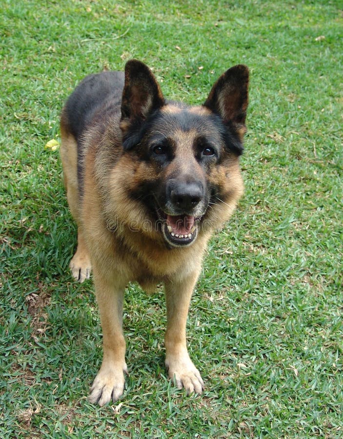 German Shepherd Standing Up Stock Image - Image of pedigree, yellow: 771279