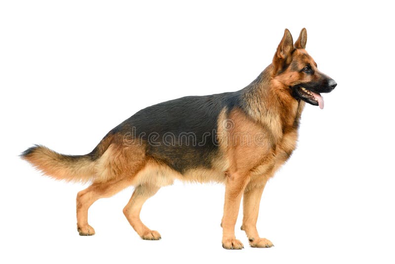 German Shepherd Standing on the White Background. Service or Working ...