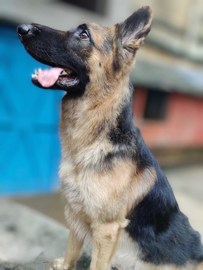 German Shepherd Huffing and Standing on a Rock with Front Legs: a ...