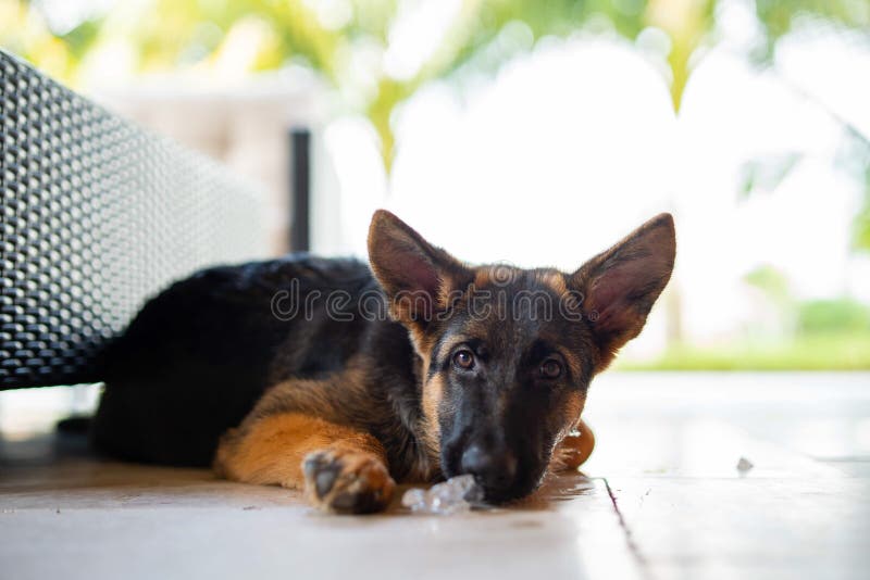 German Shepherd Staring at Camera after Taking a Break and Licking an ...