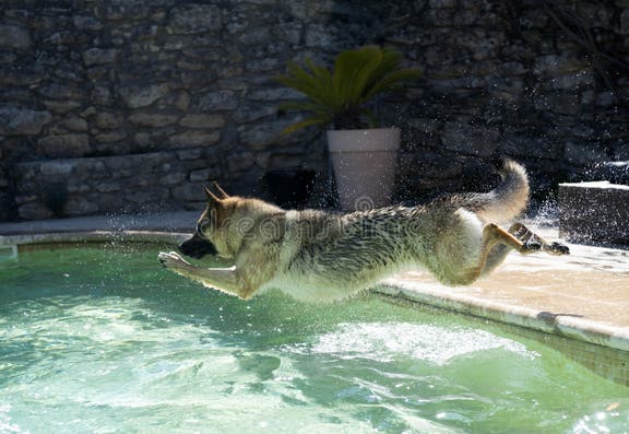 German Shepherd and Swimming Pool Stock Image - Image of sheepdog ...