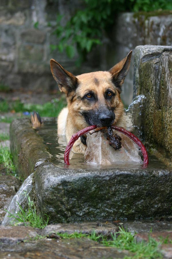 German Shepherd Taking a Bath Stock Image - Image of summer, toys: 692435