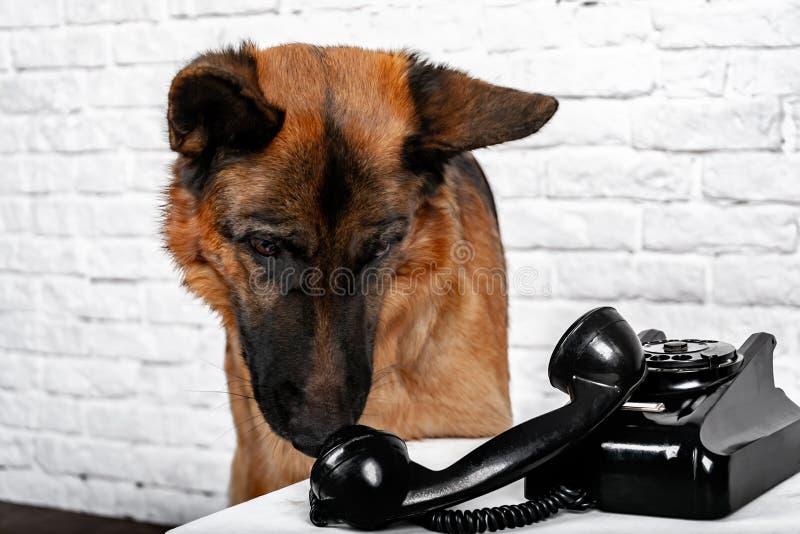 German Shepherd Talking on the Phone. Stock Photo - Image of humor ...