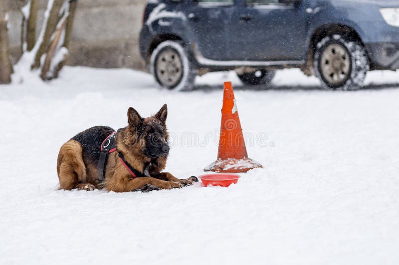 German Shepherd Training Protection Editorial Stock Image - Image of ...