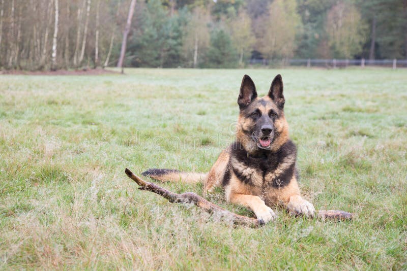 German Shepherd with Tree Branch Lying in Grass Stock Image - Image of ...