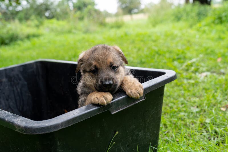 German Shepherd Type a Dog Puppy in Black Box Stock Photo - Image of ...