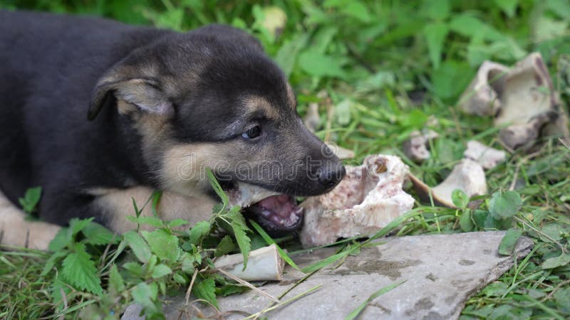 German Shepherd Type a Dog Puppy Chewing Bones Stock Video - Video of ...