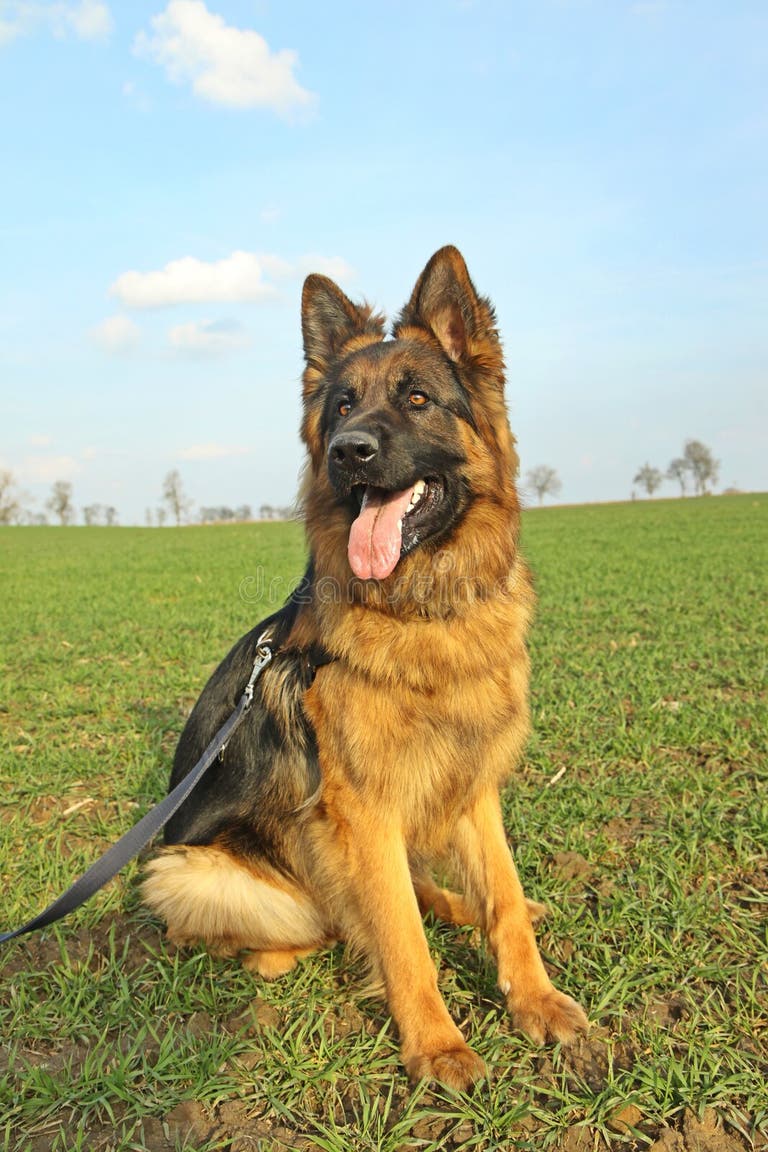 Goofy German Shepherd Dog Stock Photos - Free & Royalty-Free Stock ...