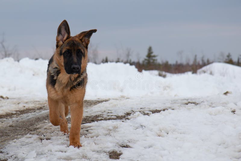 German Shepherd Walking in Snow in Winter Stock Image - Image of pretty ...