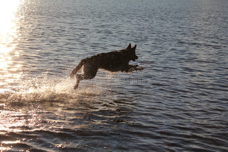 German Shepherd on water stock photo. Image of shepherd - 21541106