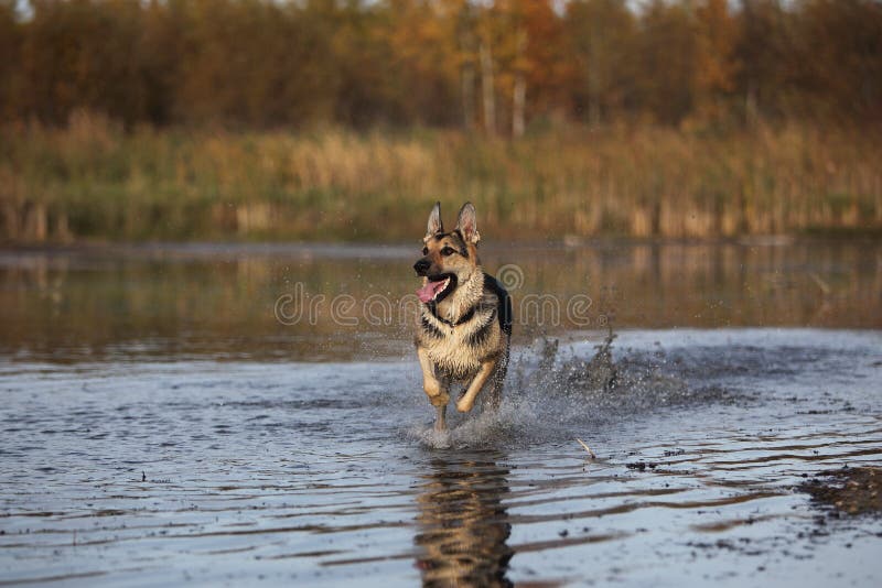 German Shepherd in the Water Stock Image - Image of splash, german ...
