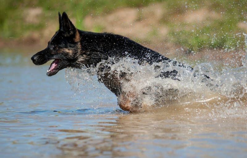 German shepherd in water stock photo. Image of mammal - 147026276