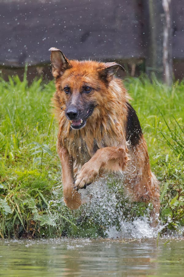 Dog German Shepherd Jumping Stock Images - Download 706 Royalty Free Photos