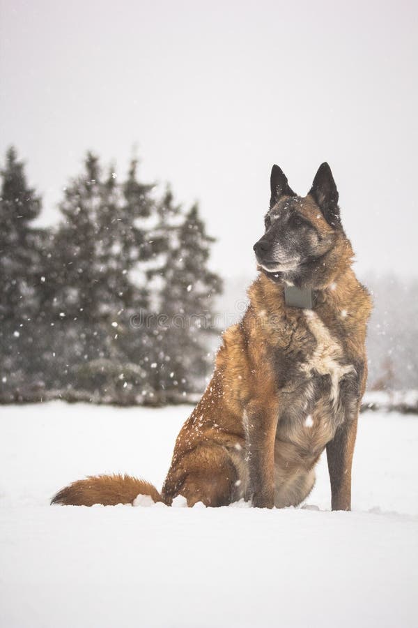 German Shepherd in Winter Enjoying Snow Stock Photo - Image of left ...