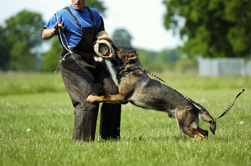 German shepherd at work stock photo. Image of expression - 2413658