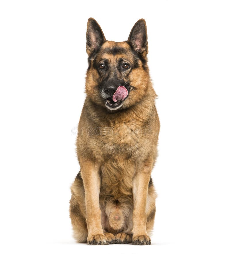 1,630 Front View German Shepherd Sitting Stock Photos - Free & Royalty ...