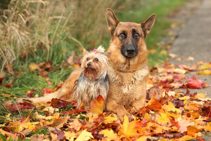 German Shepherd with Yorkshire Terrier Stock Photo - Image of portrait ...