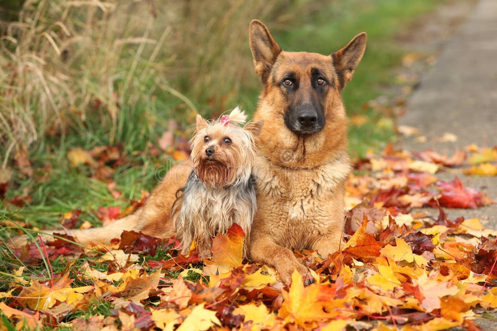German Shepherd with Yorkshire Terrier Stock Photo - Image of portrait ...