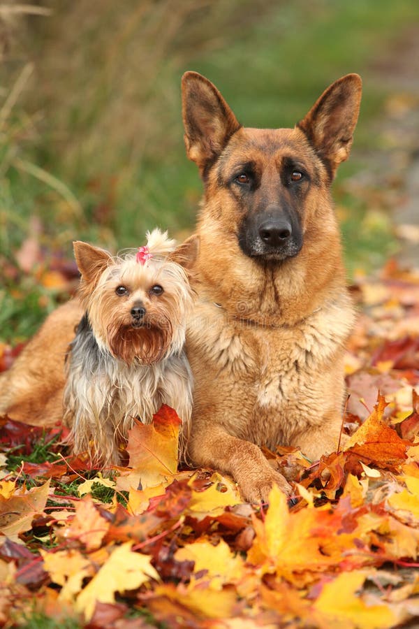 German Shepherd with Yorkshire Terrier Stock Photo - Image of attentive ...