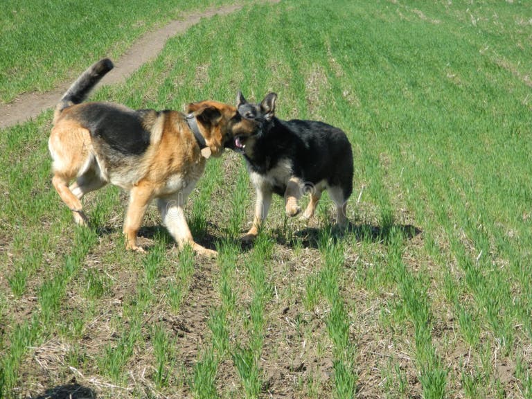 German shepherds stock image. Image of alsatian, friend - 217112509