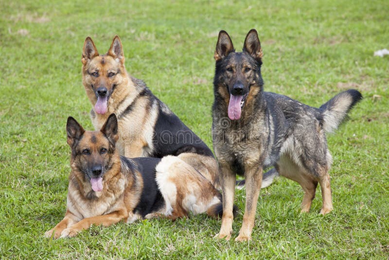 Three German shepherds stock photo. Image of shepherd - 142656244