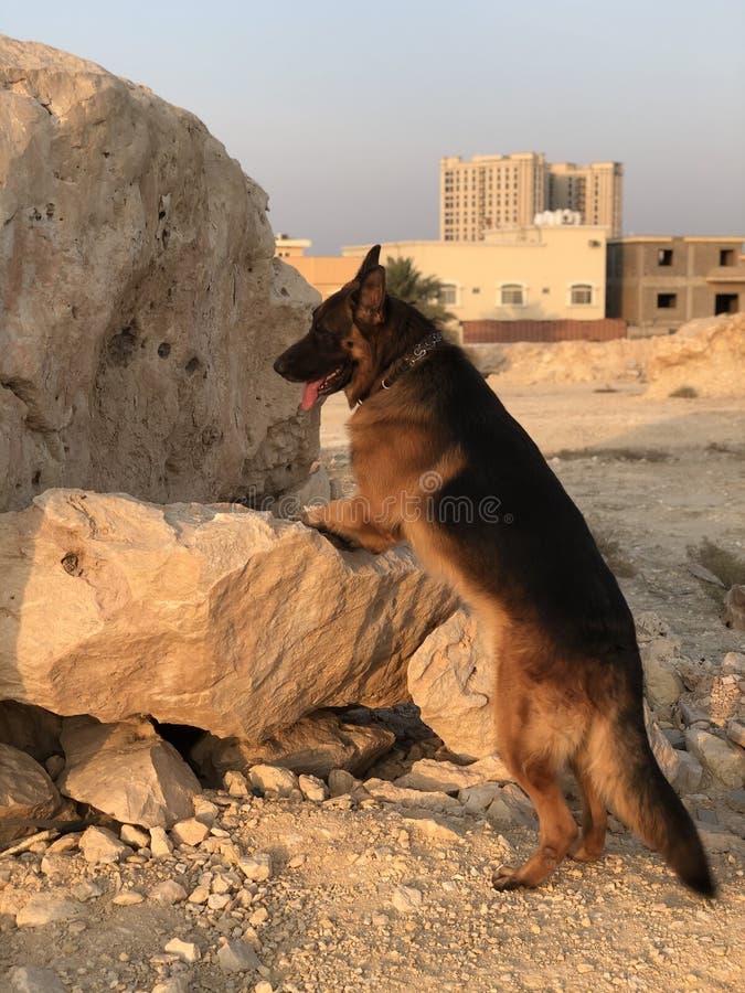 German Shephered stock photo. Image of standing, shephered - 260069446