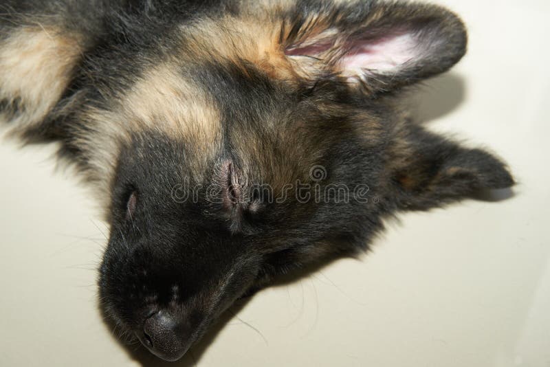 German Shepherd Dog Face with Allergic Rhinitis Dermatitis Skin Problem ...