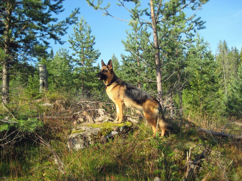 German Sheppard stock photo. Image of canine, norway - 19069750